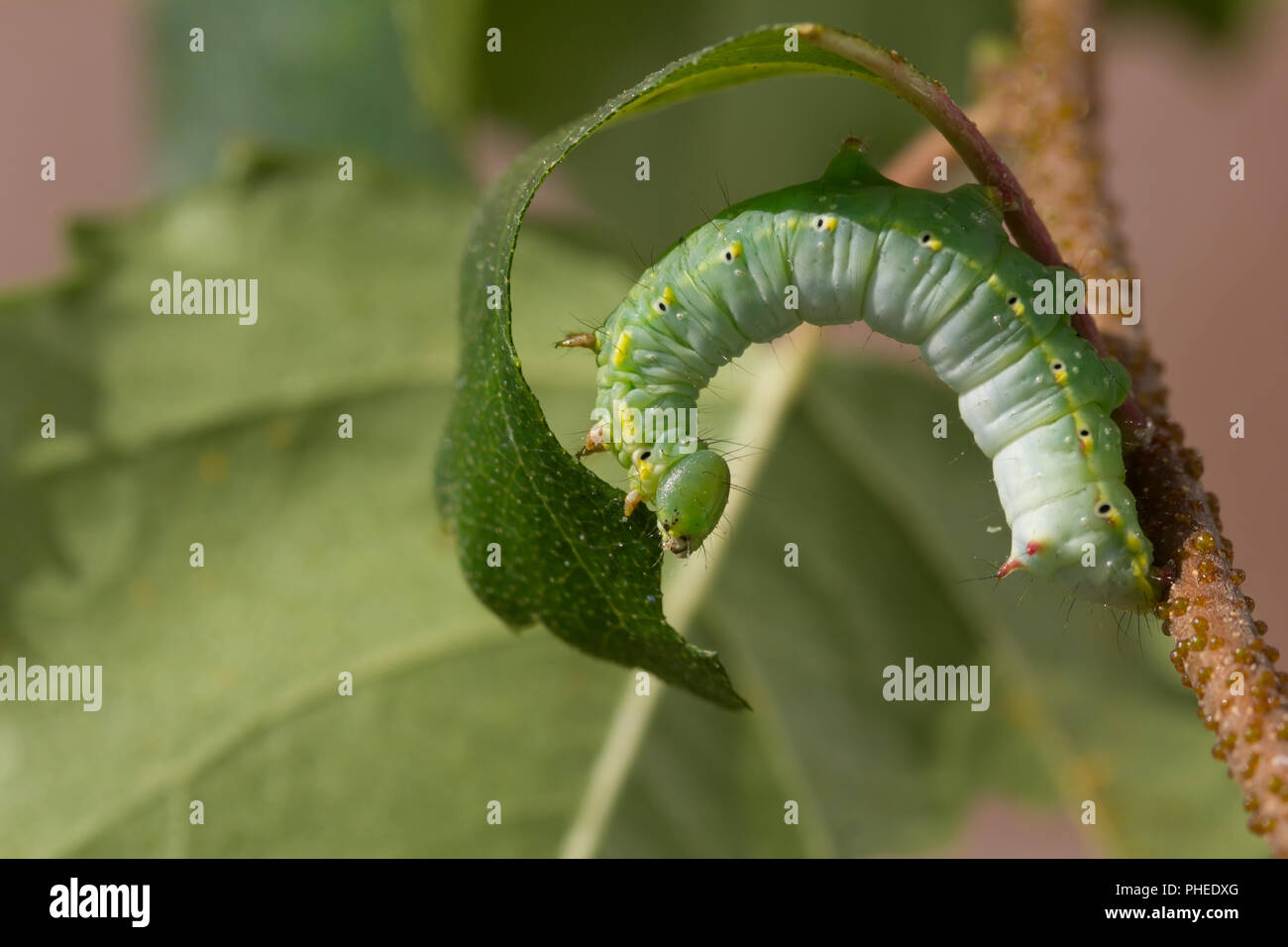 Coxcomb prominent moth hi-res stock photography and images - Alamy
