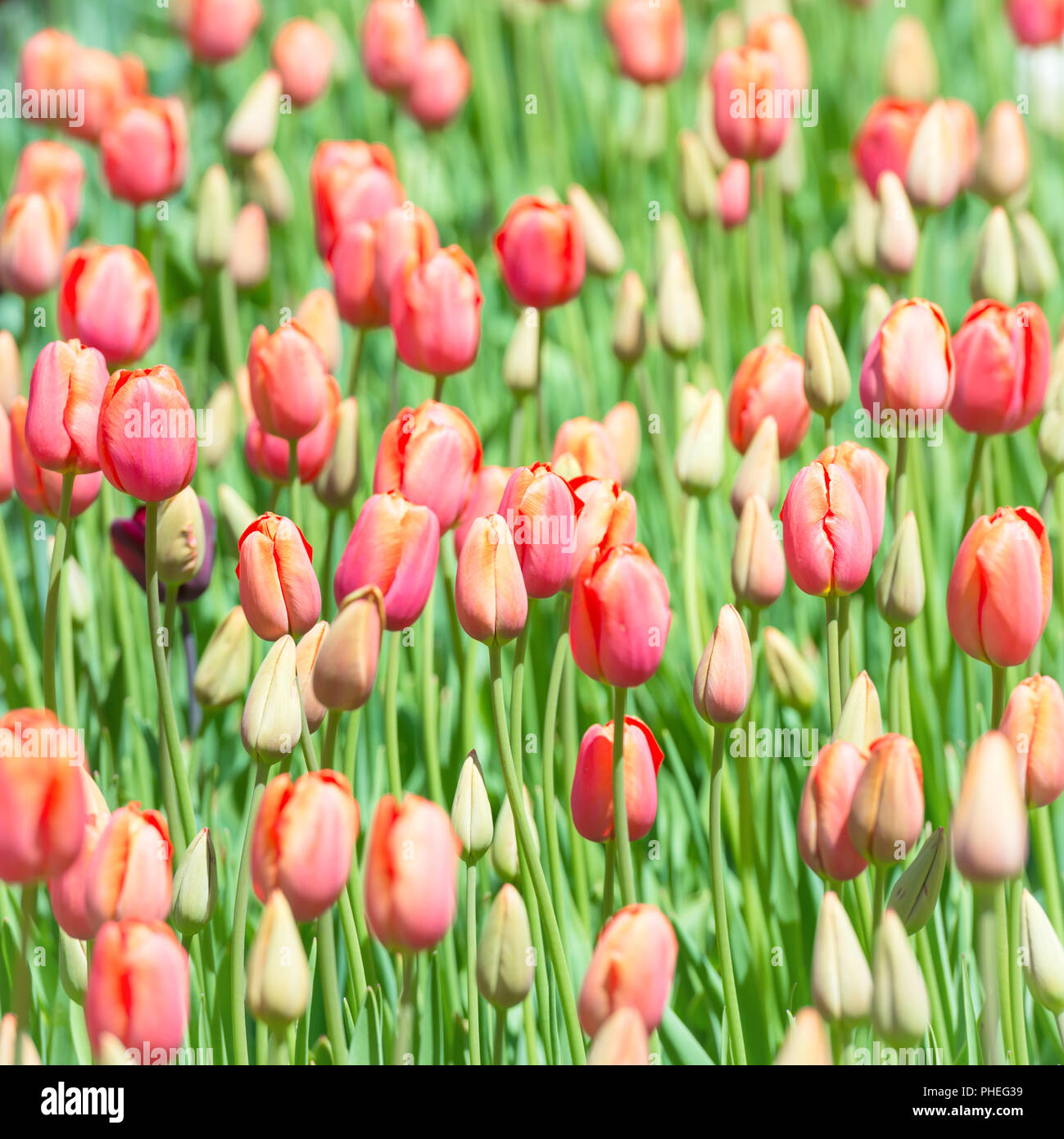 Buds wallpaper hi-res stock photography and images - Alamy