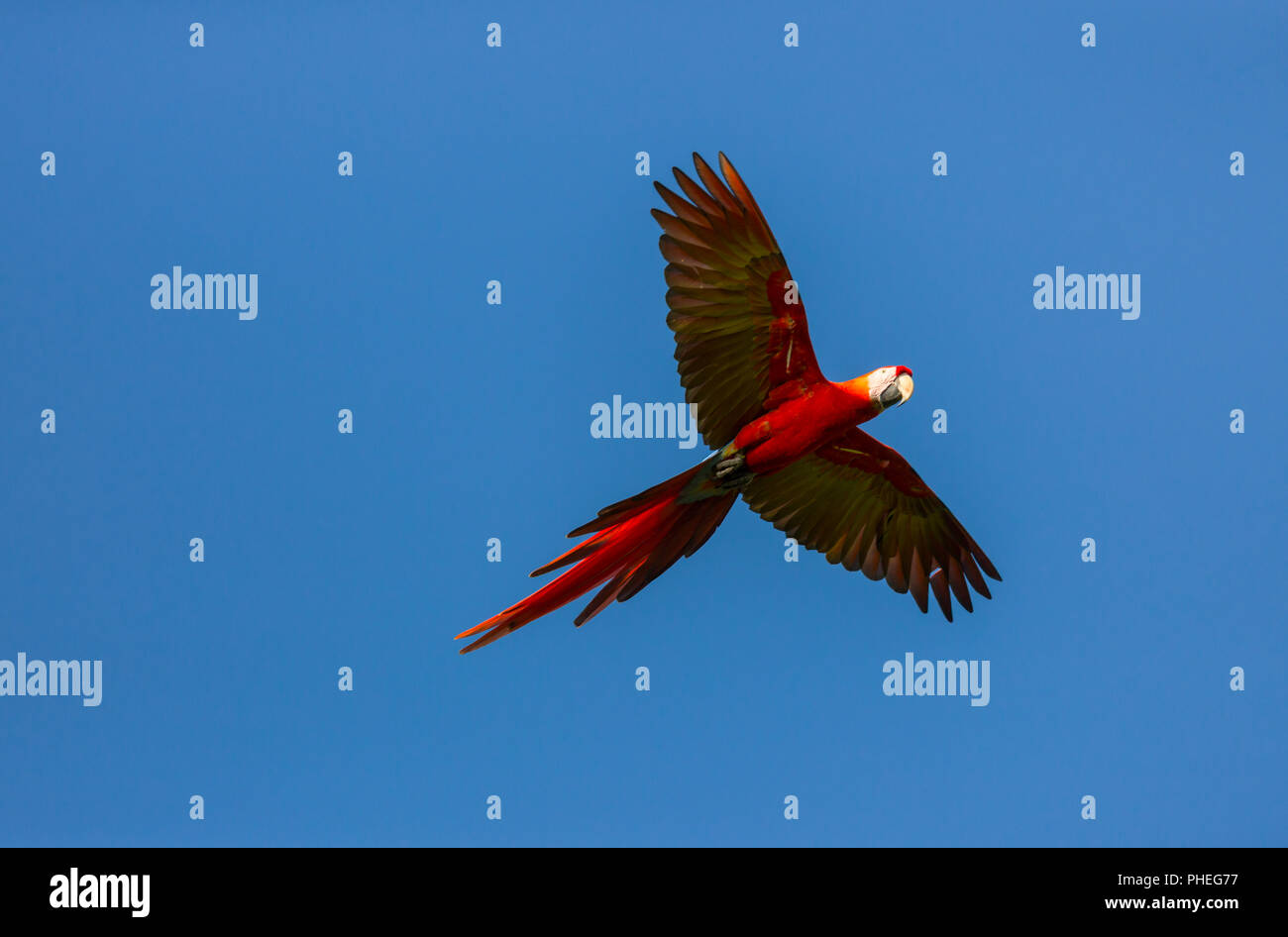 Ara perroquets hi-res stock photography and images - Alamy