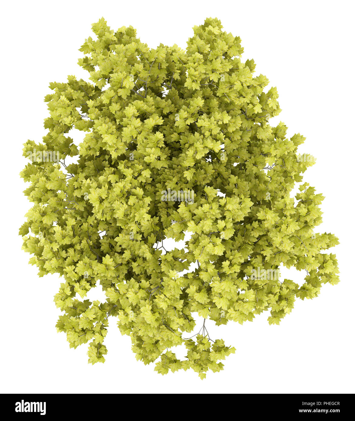 top view of norway maple tree isolated on white background Stock Photo ...