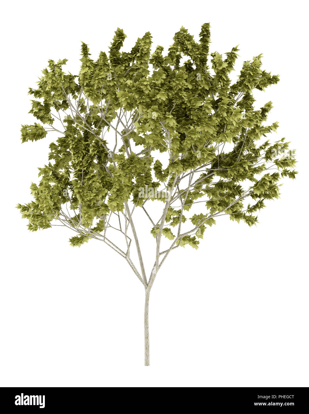 Norway maple tree hi-res stock photography and images - Alamy