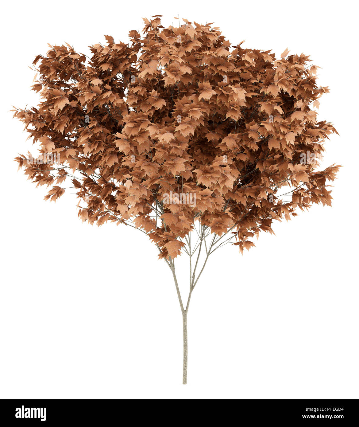 red maple tree isolated on white background Stock Photo - Alamy