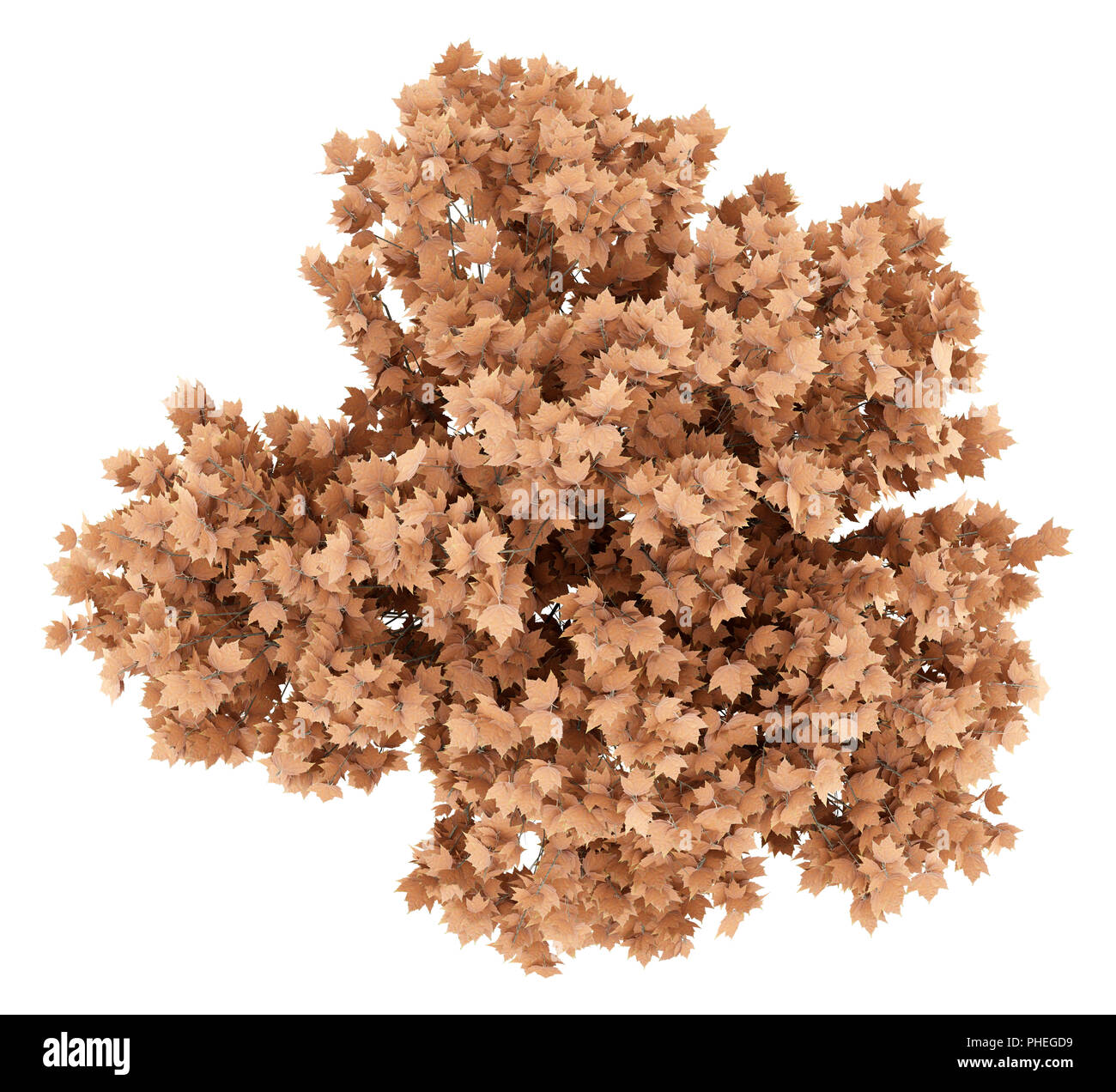 top view of red maple tree isolated on white background Stock Photo - Alamy