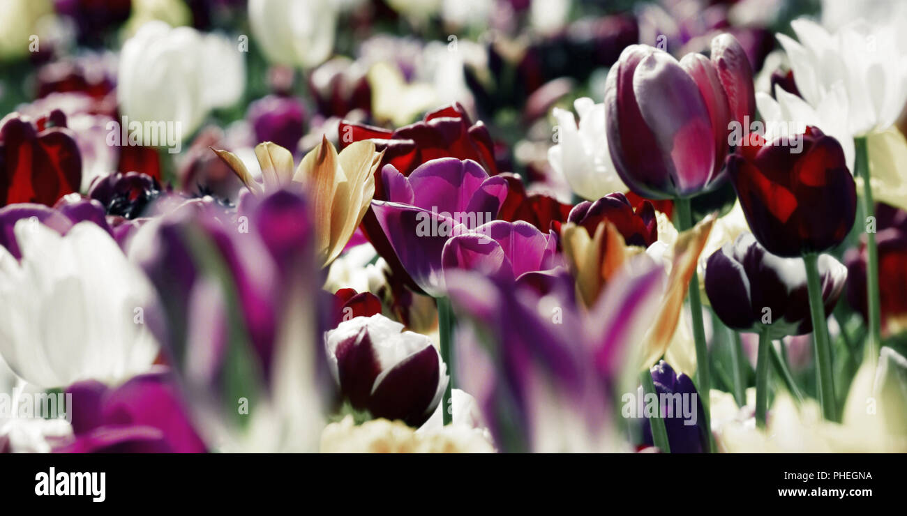 Deep purple tulip hi-res stock photography and images - Alamy