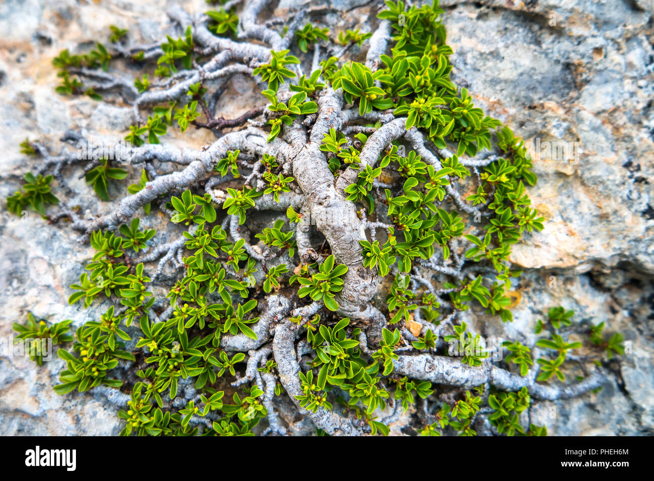 Tree growing on stone hi-res stock photography and images - Alamy