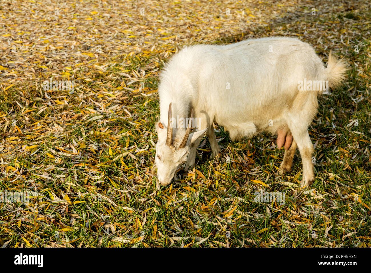 Goats graze on the lawn in the sunny autumn day Stock Photo - Alamy