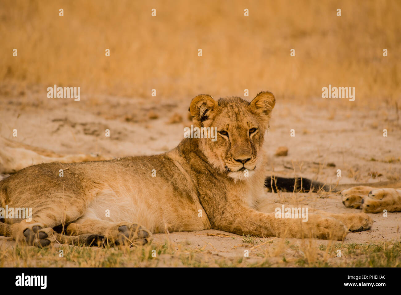Lioness in the Savannah of in Zimbabwe, South Africa Stock Photo - Alamy