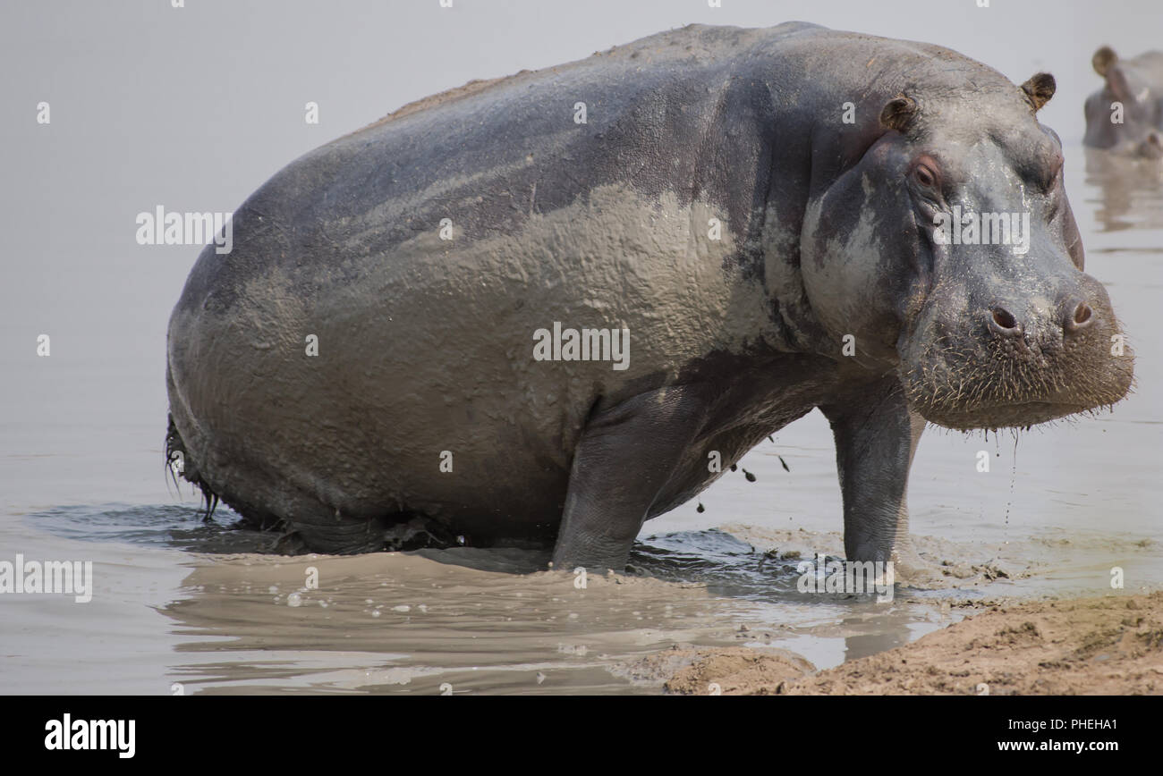 Hippo in Savannah off in Zimbabwe, South Africa Stock Photo - Alamy