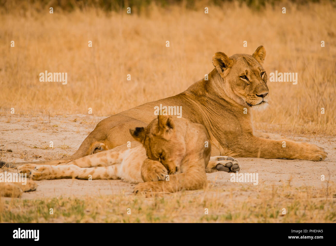 Lioness in the Savannah of in Zimbabwe, South Africa Stock Photo - Alamy
