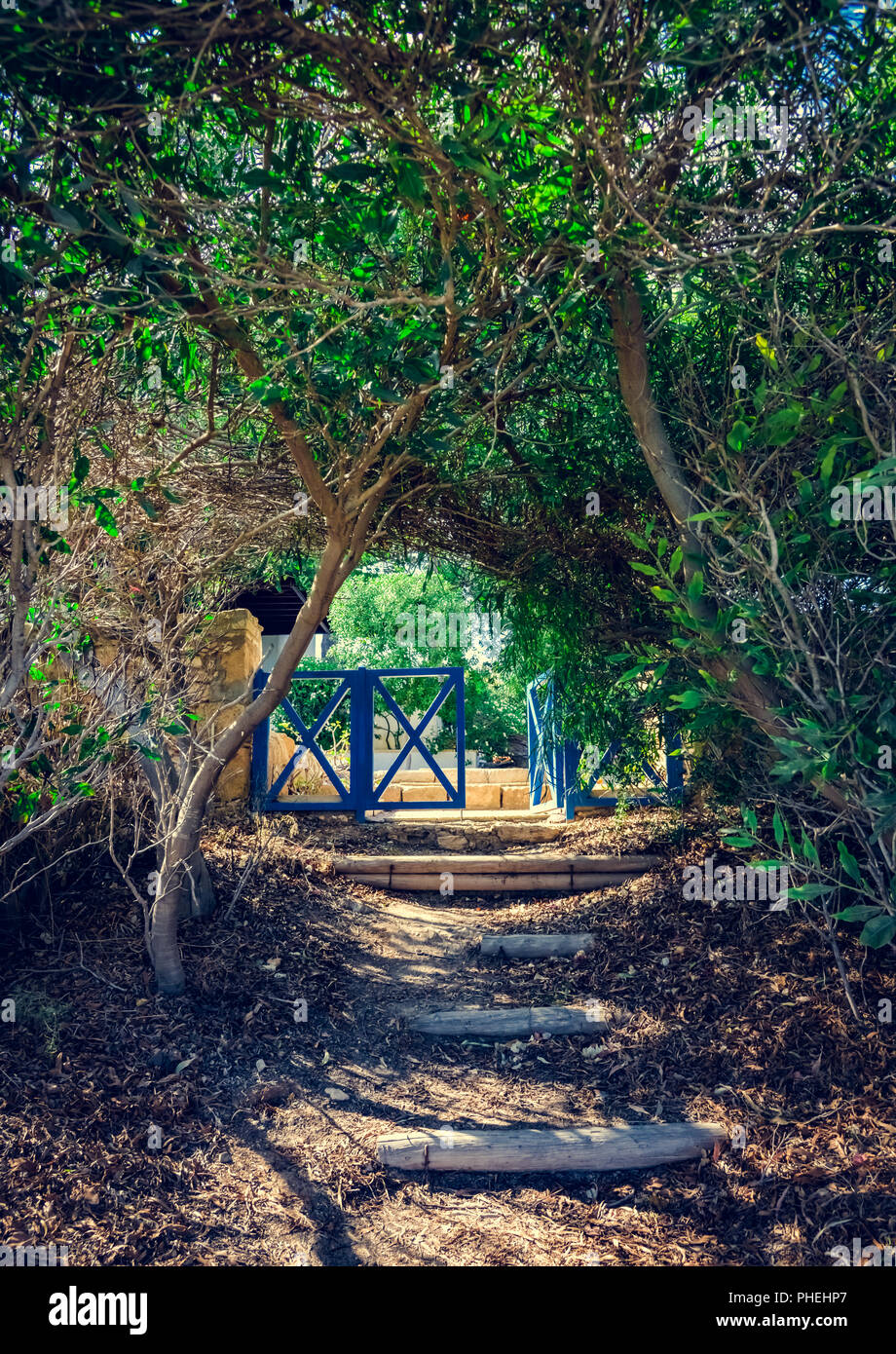 entrance through the alley of trees Stock Photo - Alamy