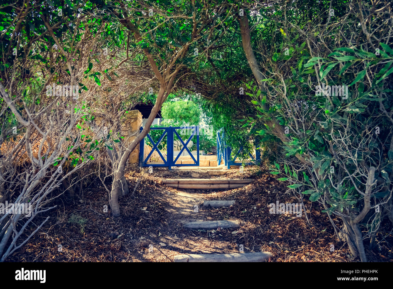 entrance through the alley of trees Stock Photo - Alamy