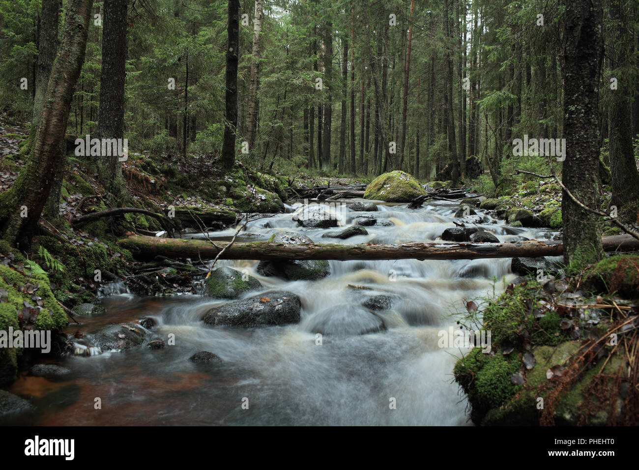 Fast stream in coniferous forest hi-res stock photography and images ...