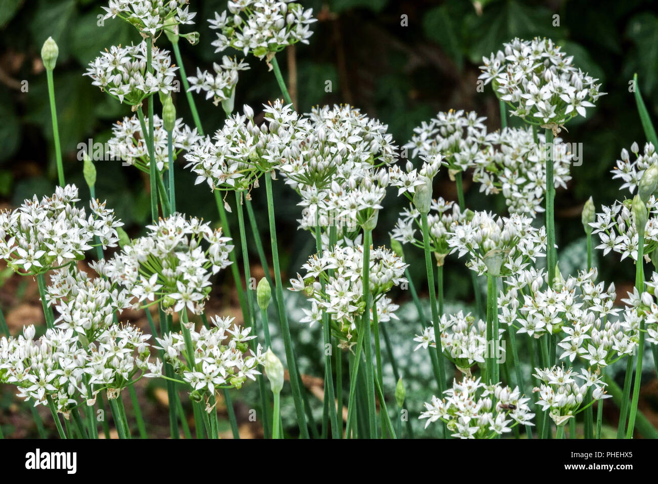 Allium ramosum, Fragrant-flowered Garlic, Chinese chives Stock Photo ...