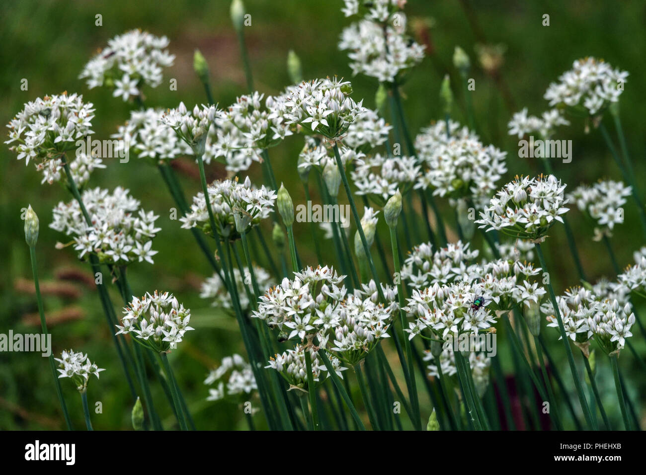 Allium ramosum hi-res stock photography and images - Alamy