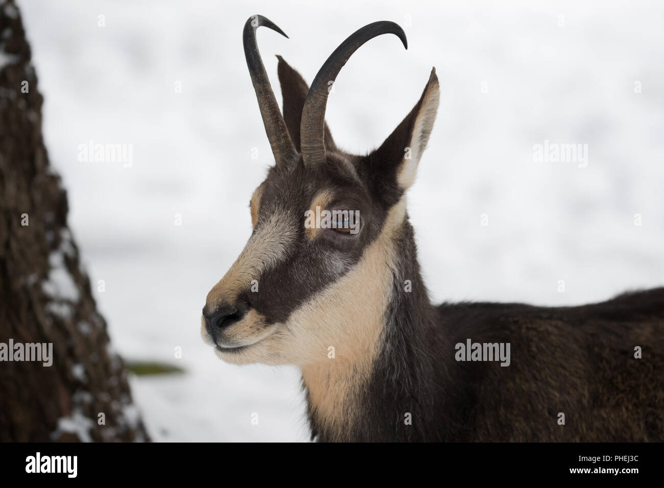 Antelope head hi-res stock photography and images - Alamy