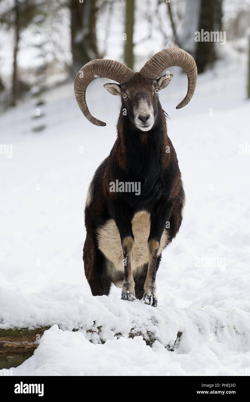 Mouflon hi-res stock photography and images - Alamy