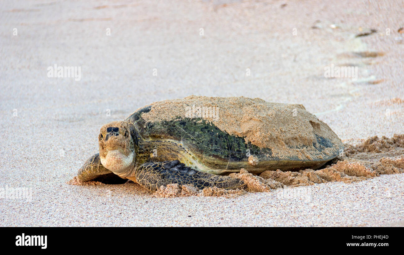 Animals that have become extinct hi-res stock photography and images ...