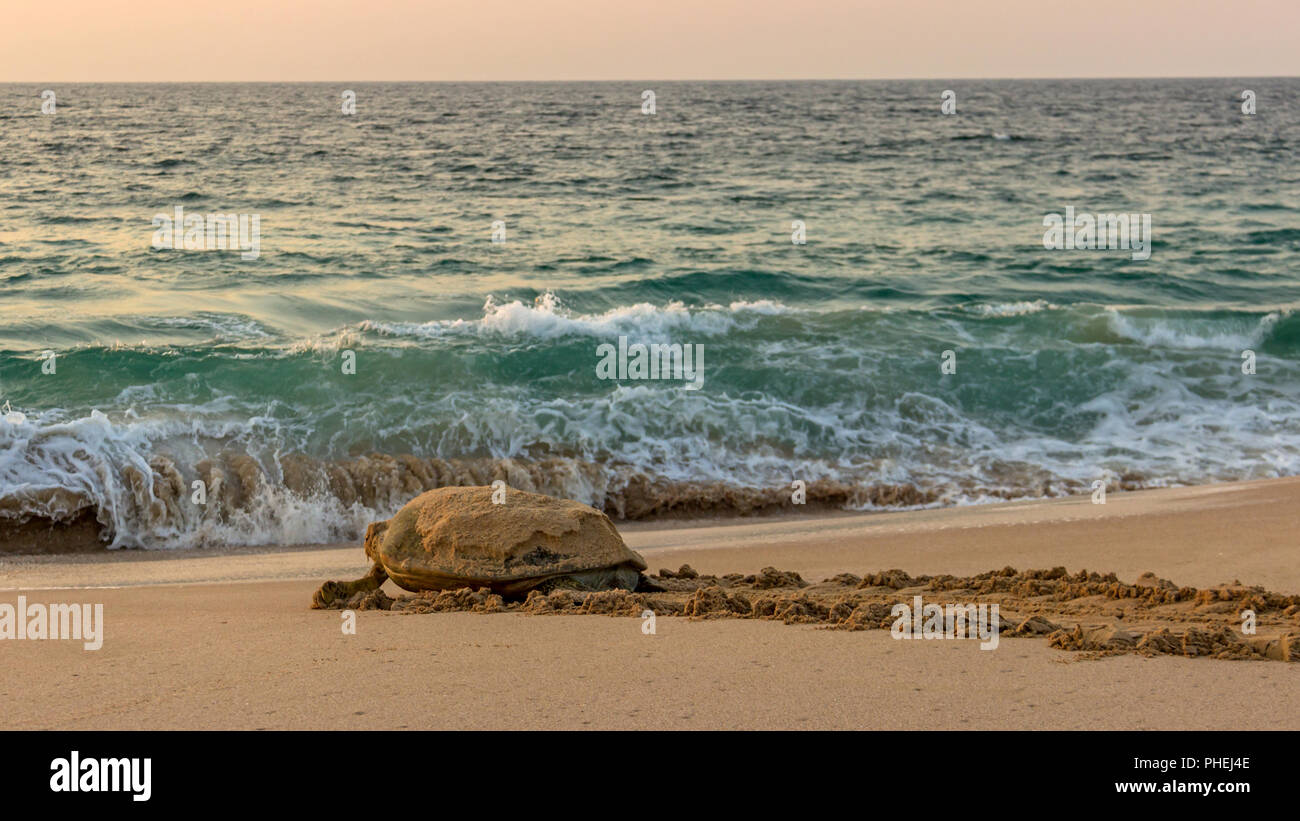 Turtle sand hi-res stock photography and images - Alamy