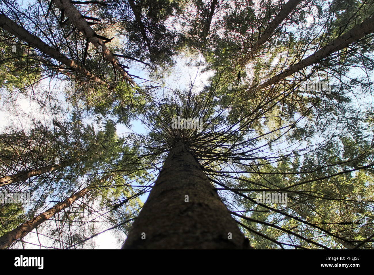 Pine trees bottom to top Stock Photo - Alamy