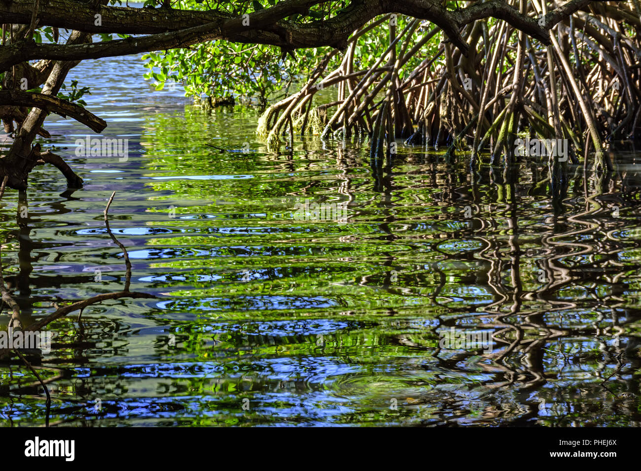 Magrove lagoon hi-res stock photography and images - Alamy