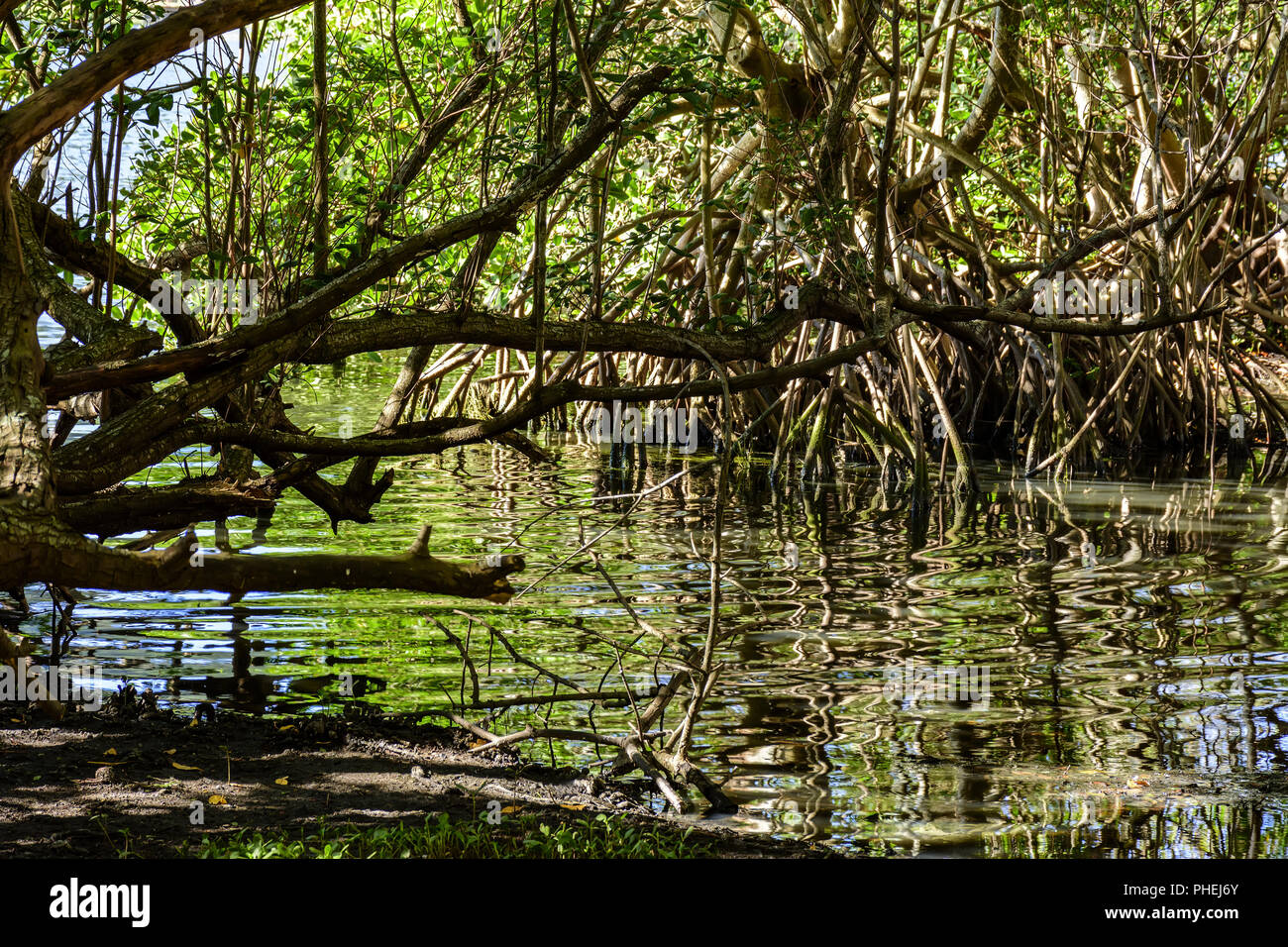 Magrove hi-res stock photography and images - Alamy