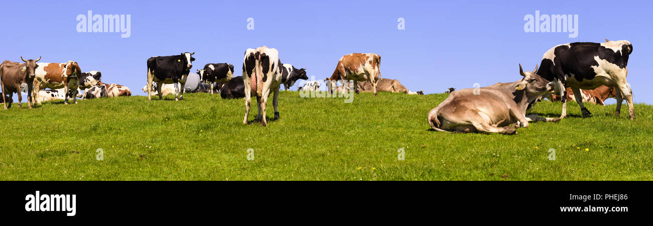 wide angle of cows on meadow Stock Photo - Alamy