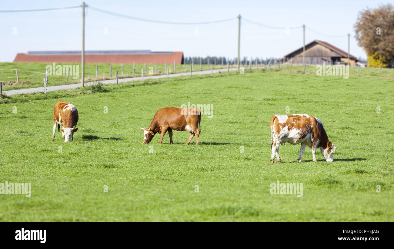 Cow in grass hi-res stock photography and images - Alamy