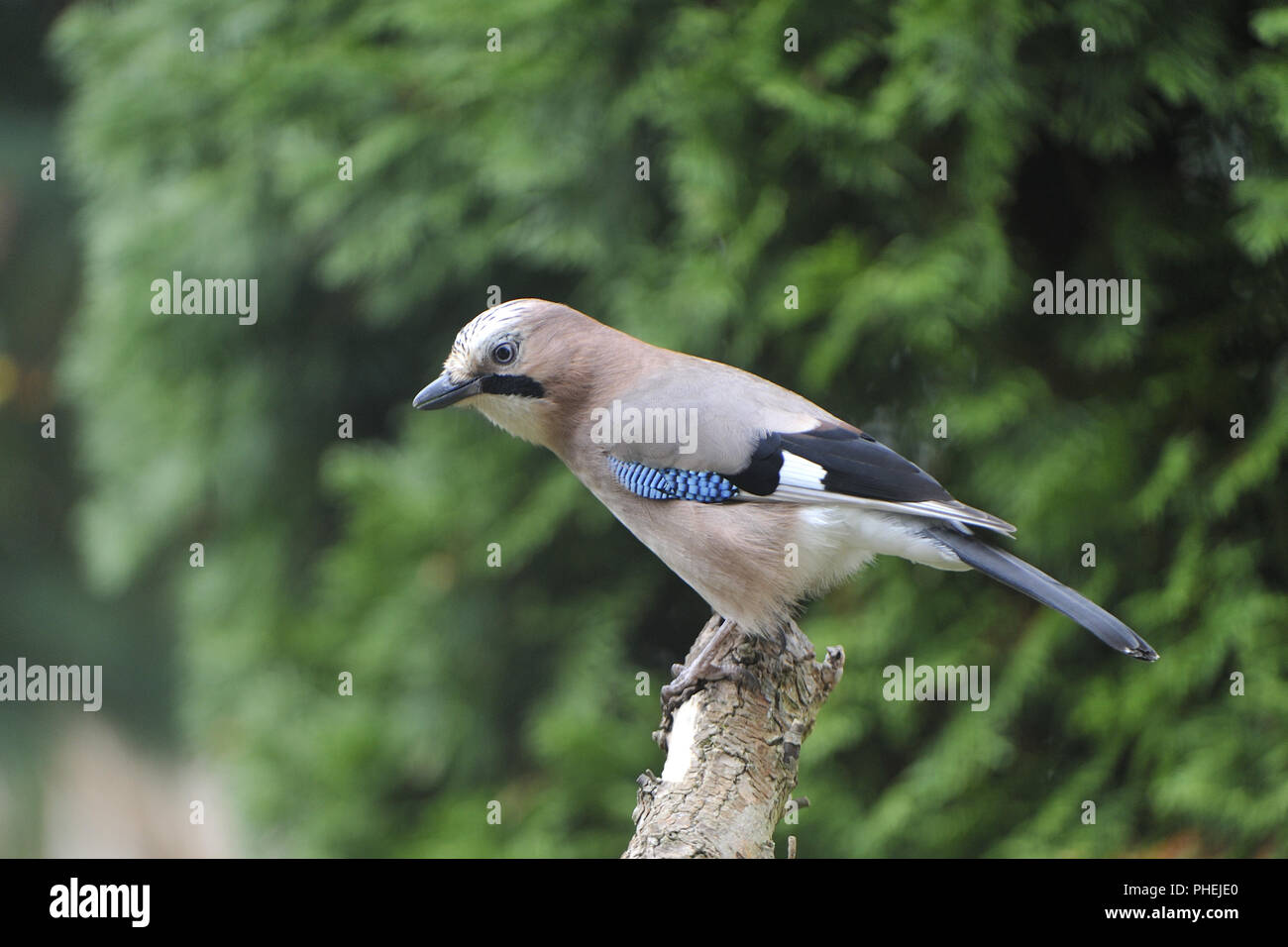 Eurasian jay flight hi-res stock photography and images - Alamy