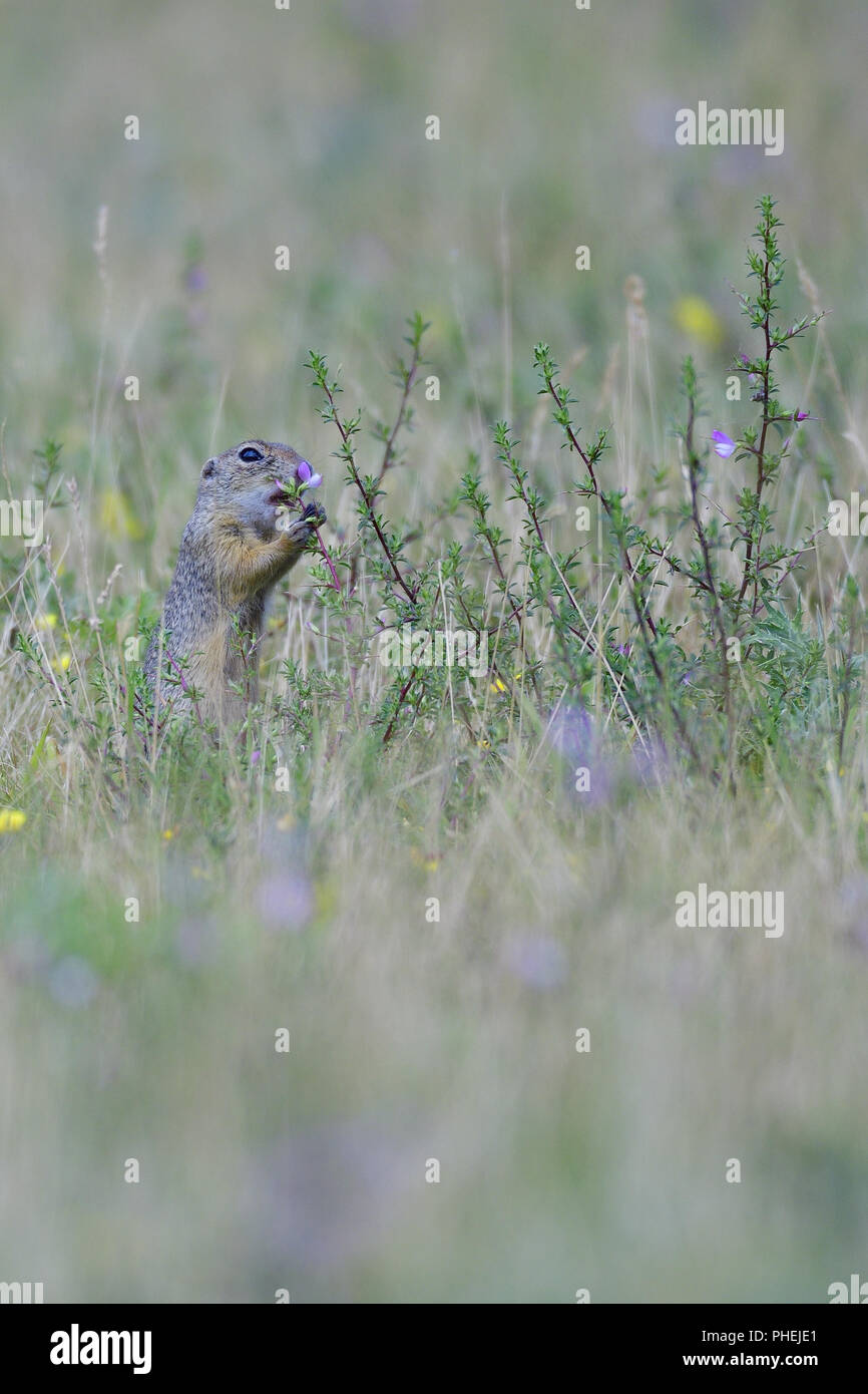 Spermophilus hi-res stock photography and images - Alamy