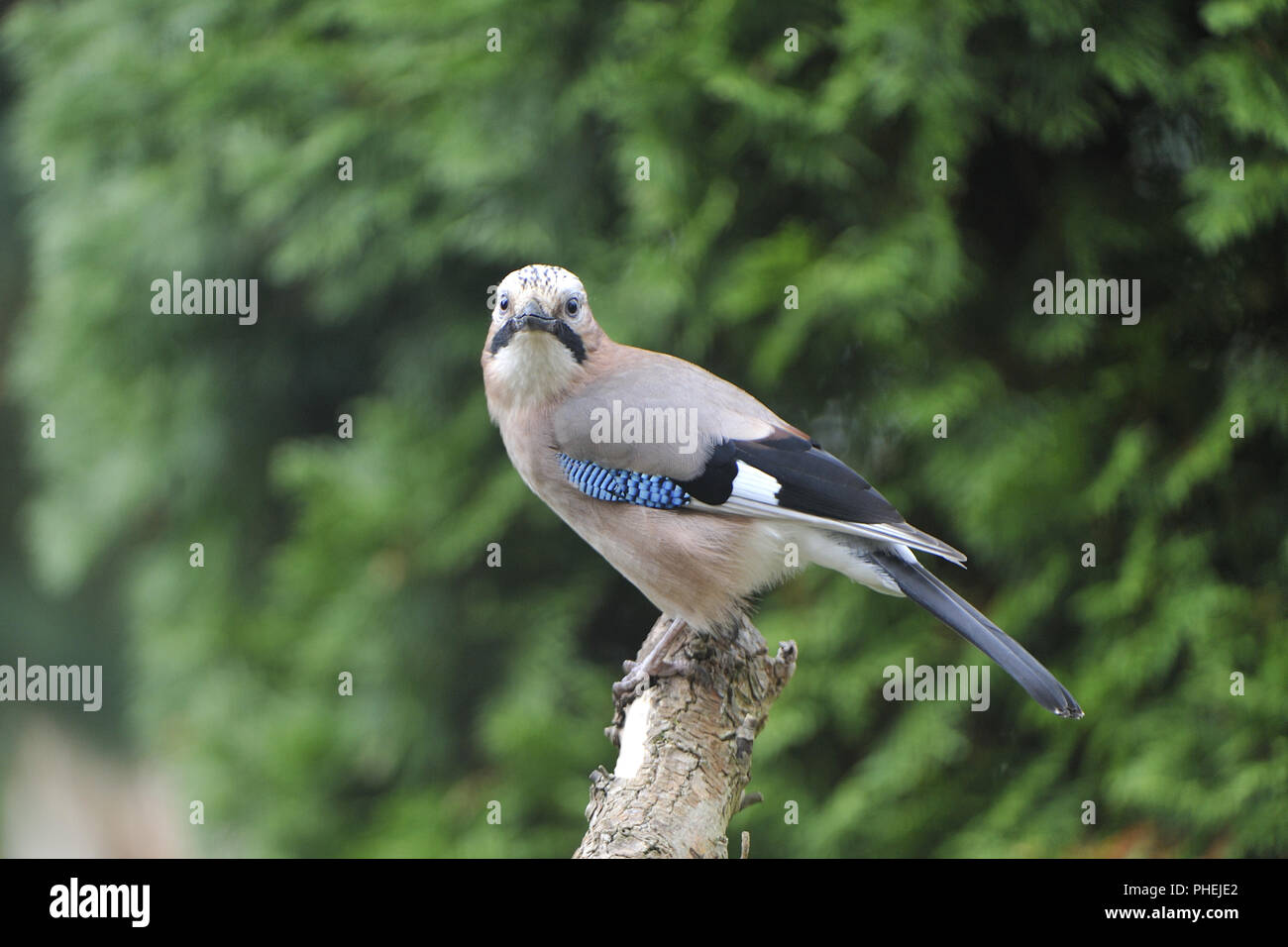 Eurasian jay flight hi-res stock photography and images - Alamy