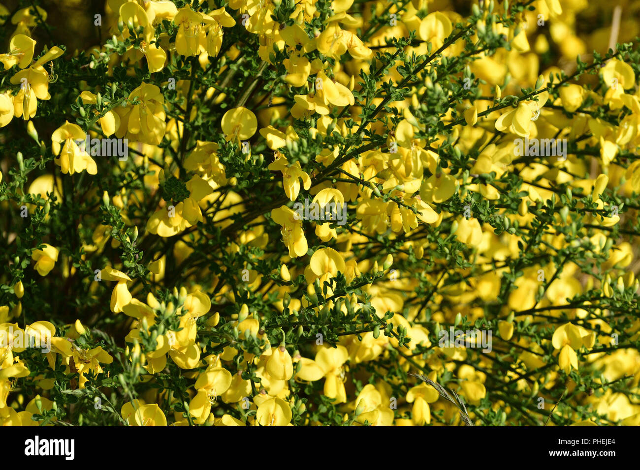 Genista hispanica hi-res stock photography and images - Alamy