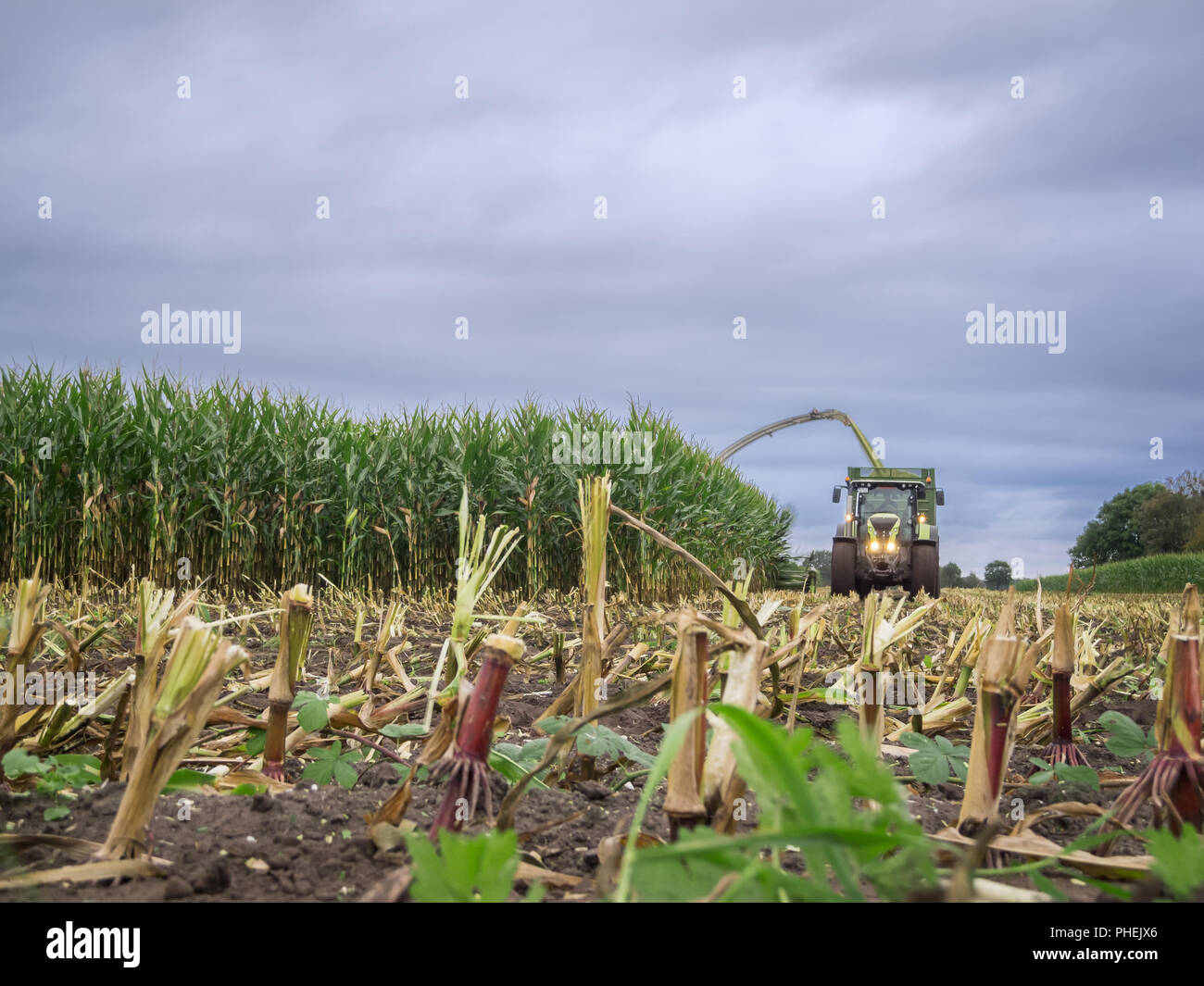 Move corn hi-res stock photography and images - Alamy