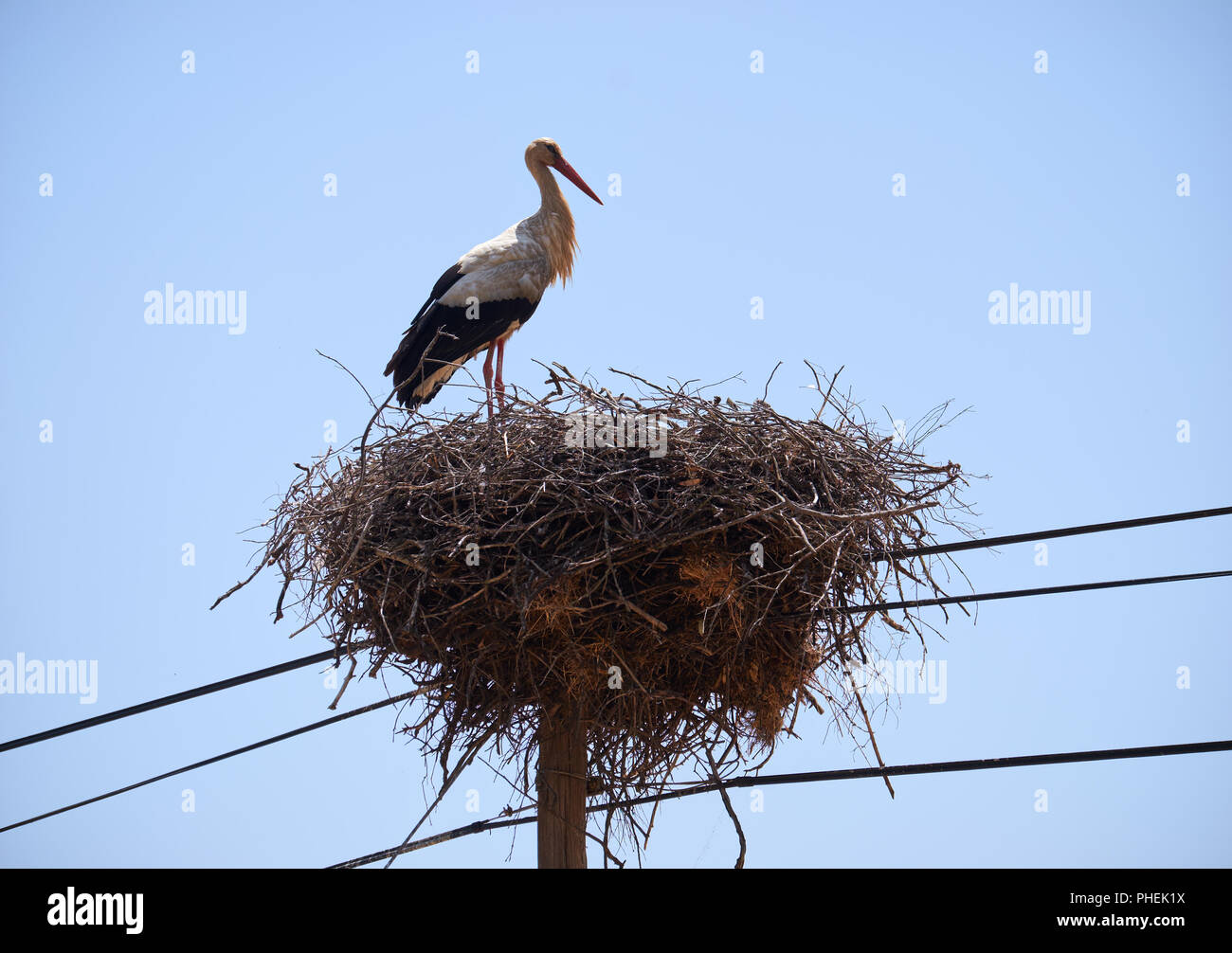 White stork nesting pole hi-res stock photography and images - Alamy