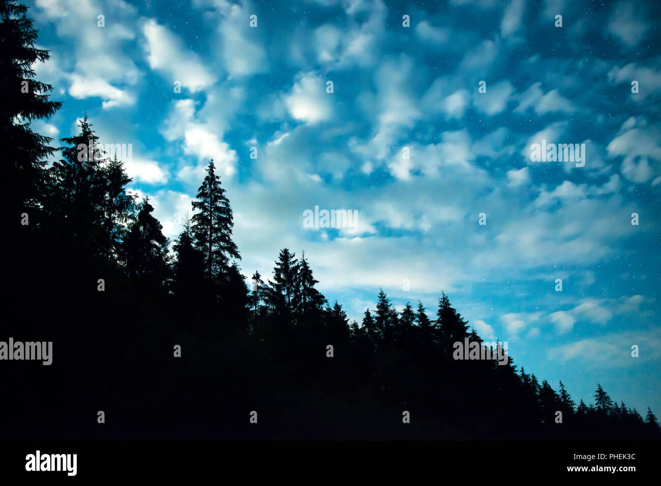 Black forest with trees over blue night sky Stock Photo - Alamy