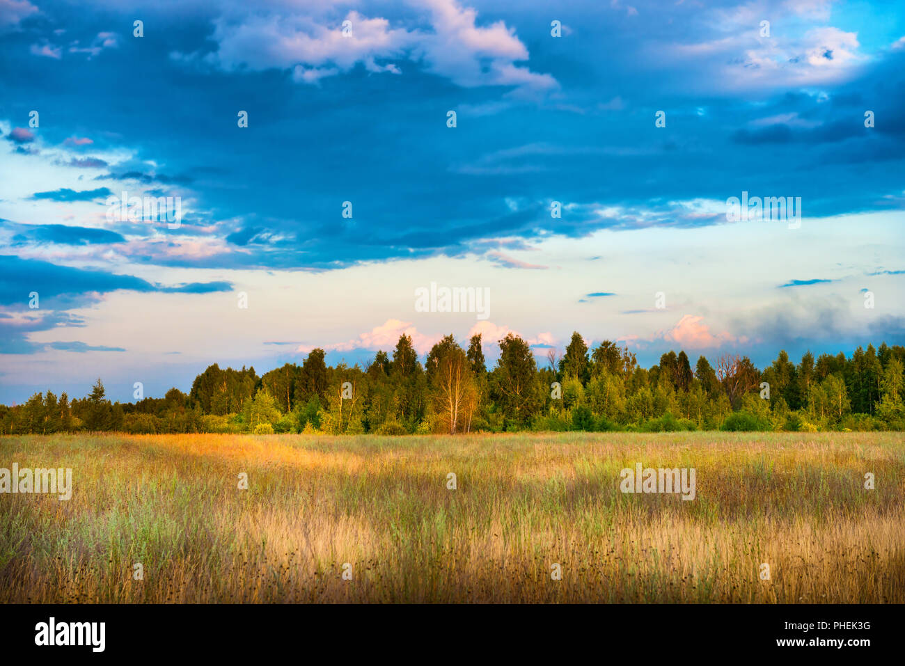 Beautiful field and forest with blue sky Stock Photo - Alamy