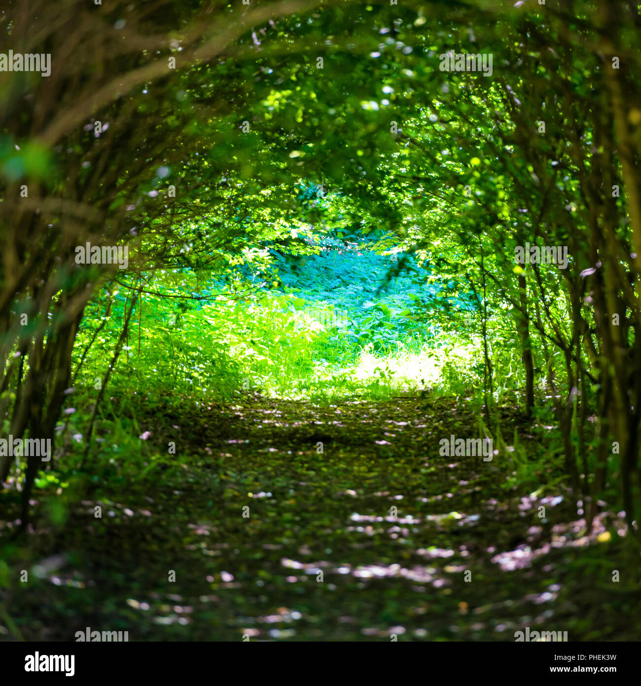 Magical pathway hi-res stock photography and images - Alamy