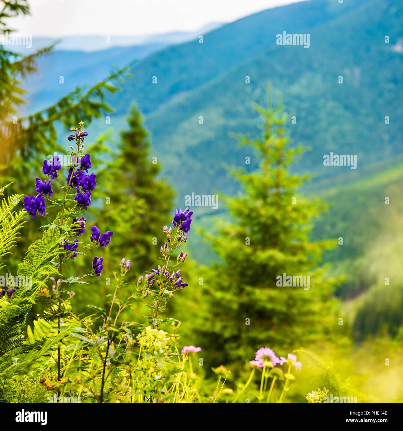 Field violet wild mountain flowers hi-res stock photography and images ...