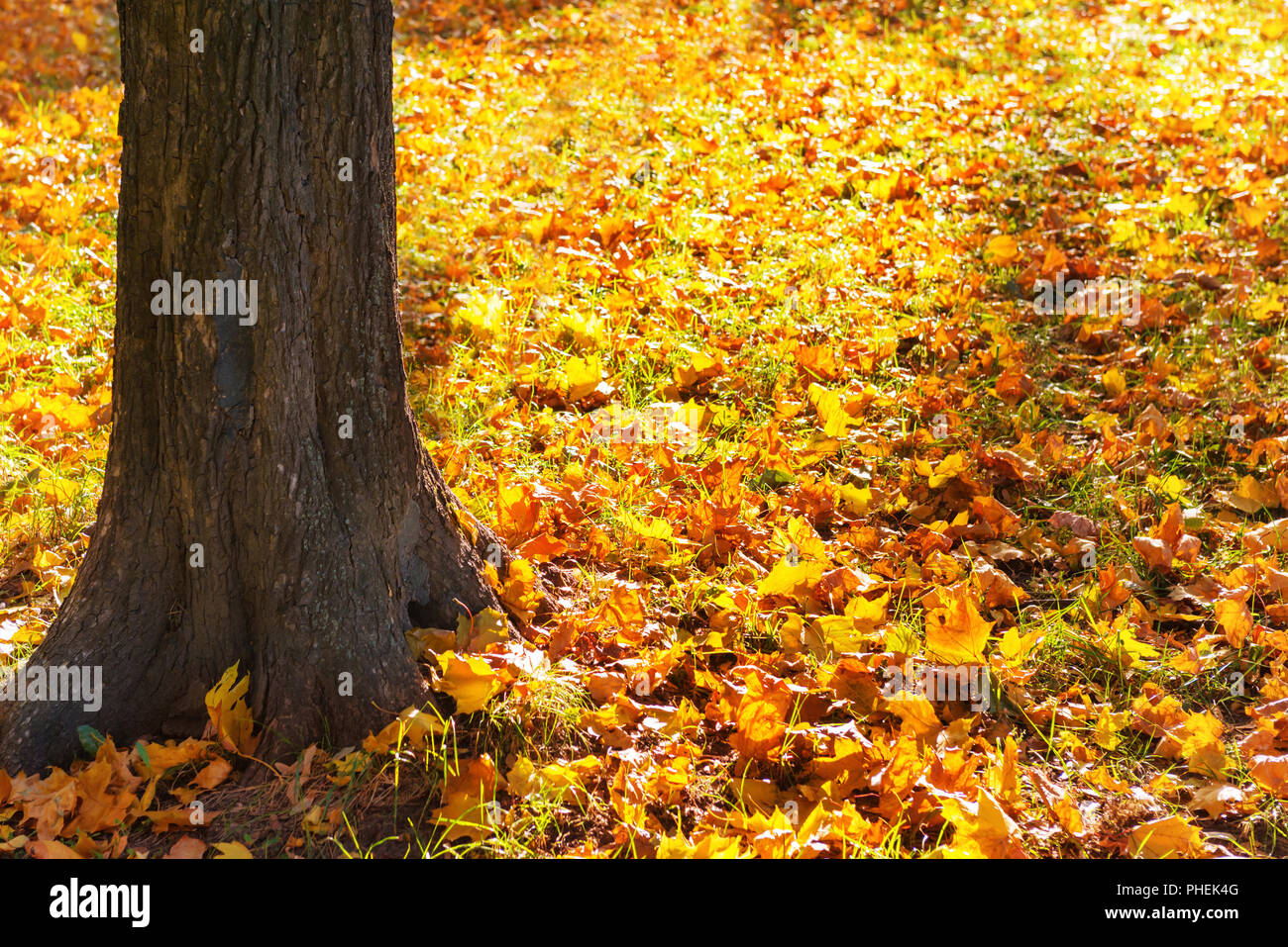 Big tree in forest hi-res stock photography and images - Alamy