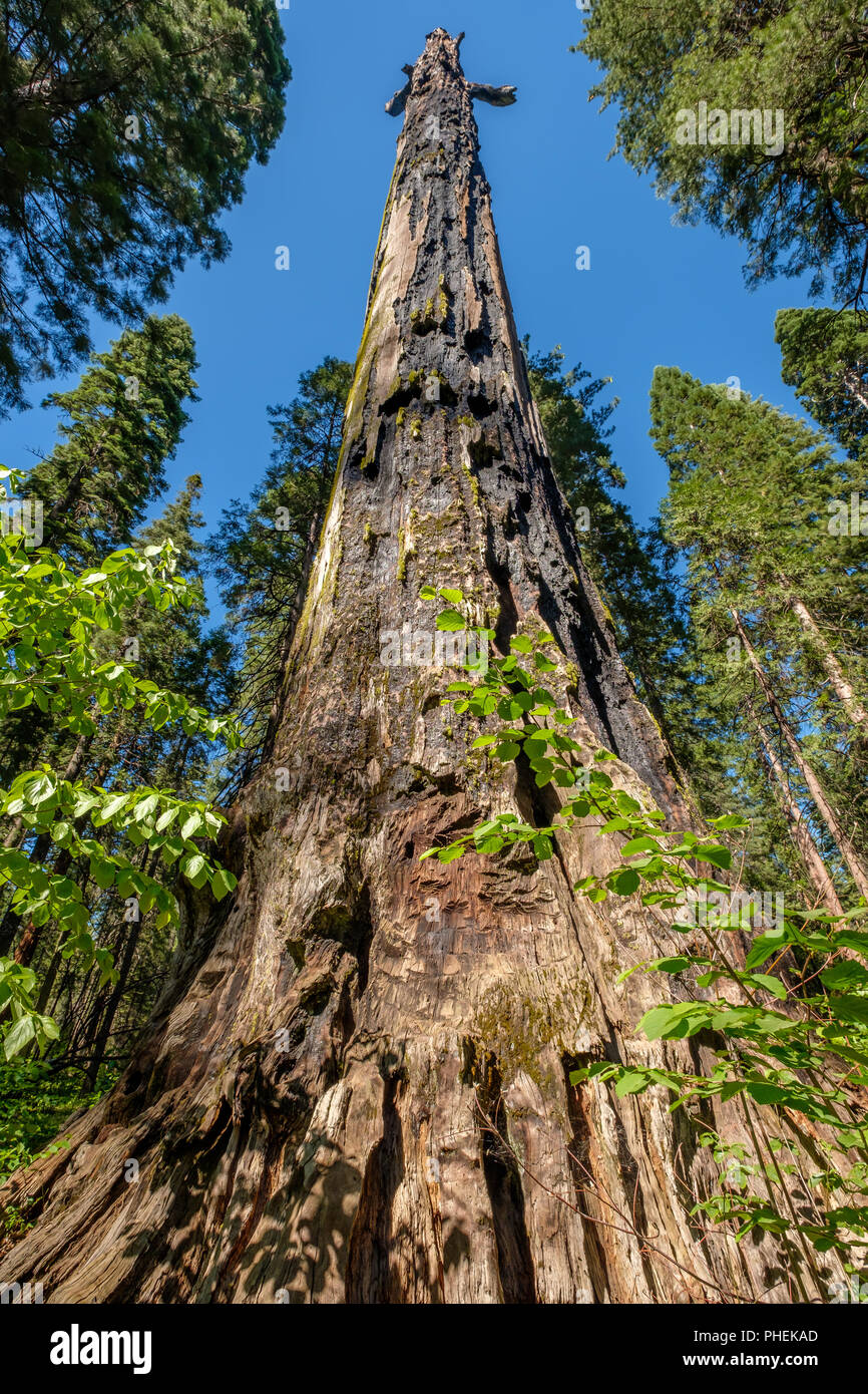 Dead sequoia tree in Calaveras Big Trees State Park Stock Photo - Alamy