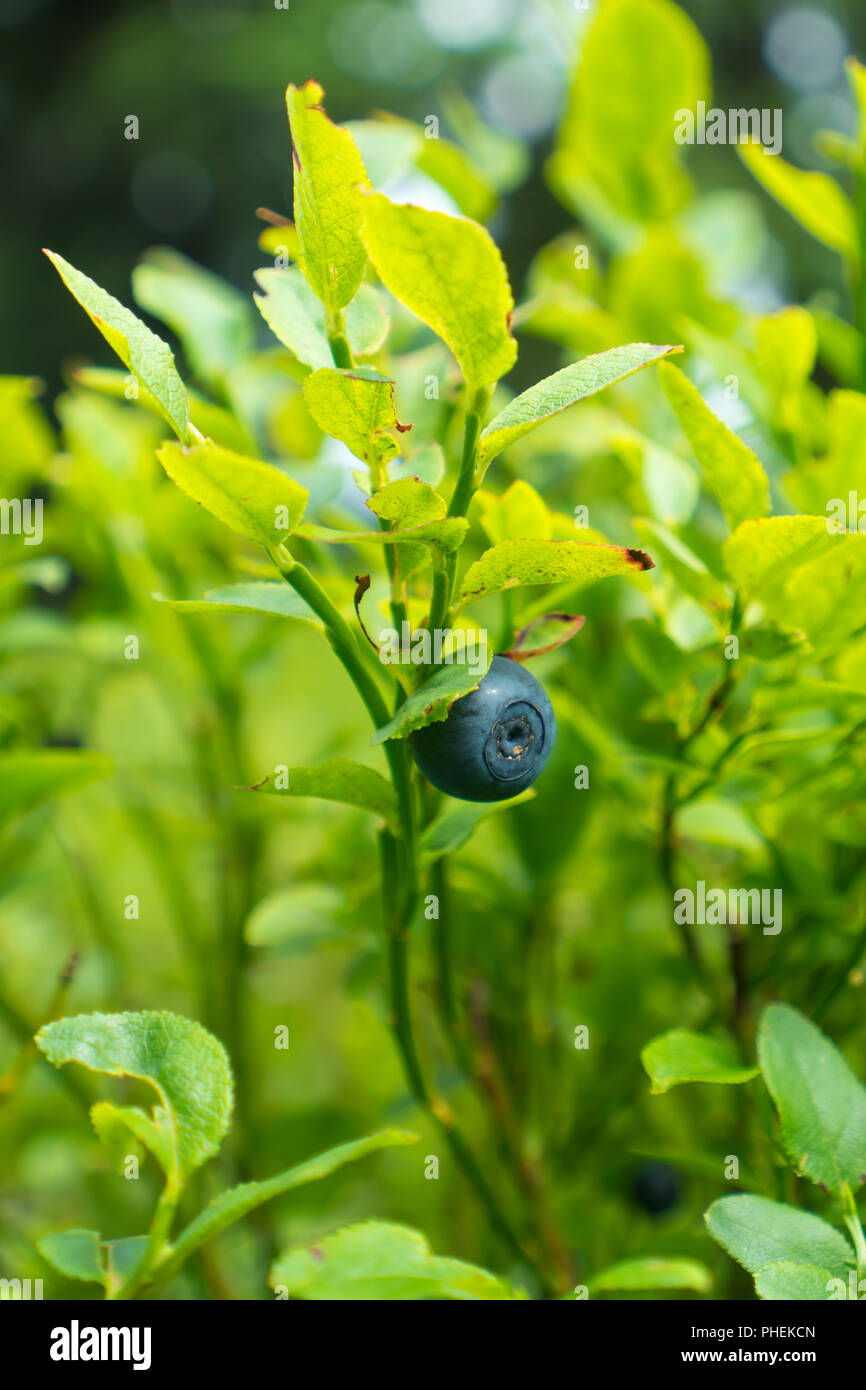 Wild blueberry plant hi-res stock photography and images - Alamy