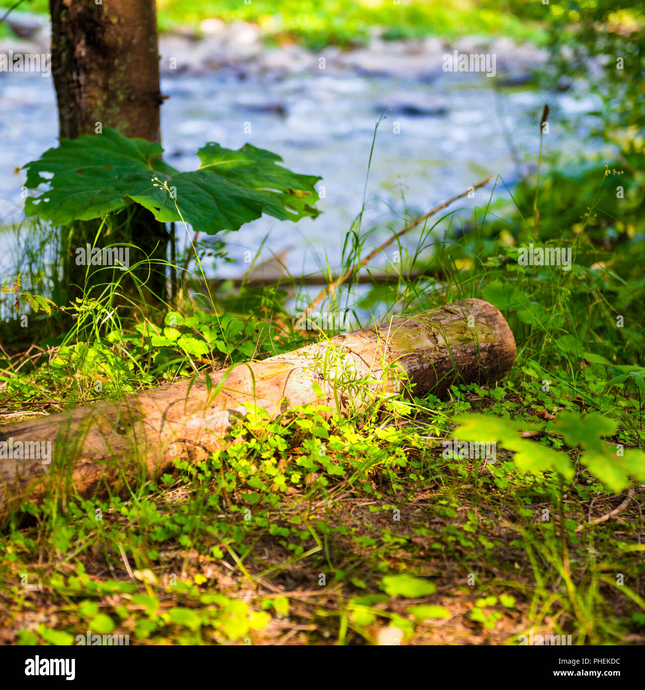 Sunny tree near river hi-res stock photography and images - Alamy