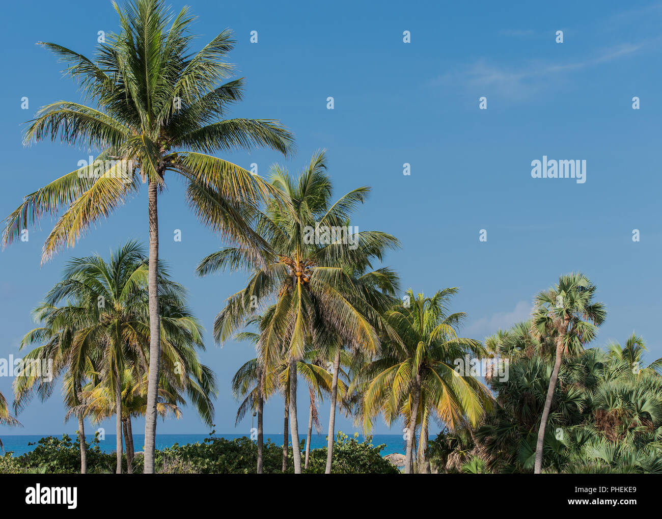 Cuban royal palm tree hi-res stock photography and images - Alamy