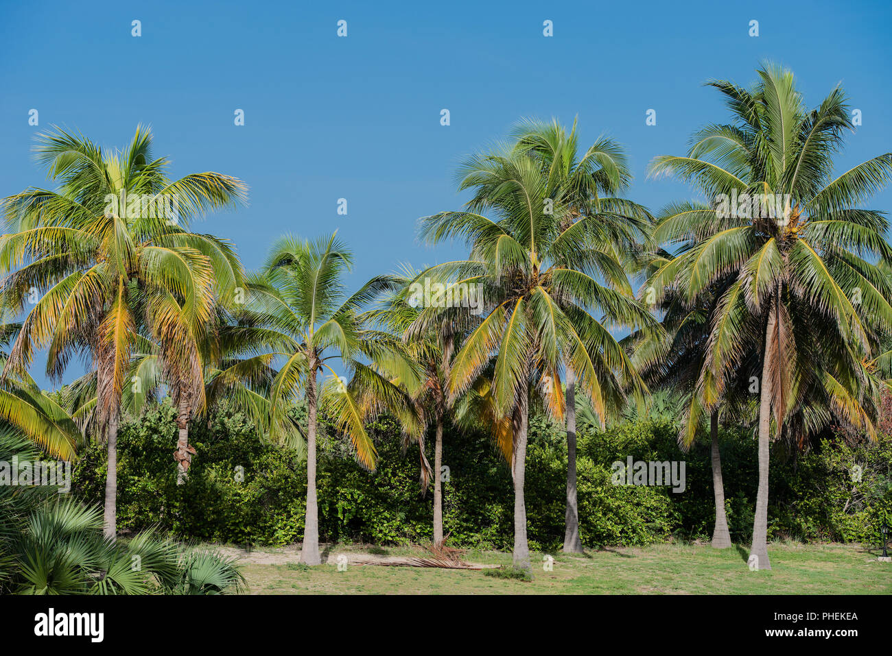 Palm on Cuba Varadero Stock Photo - Alamy