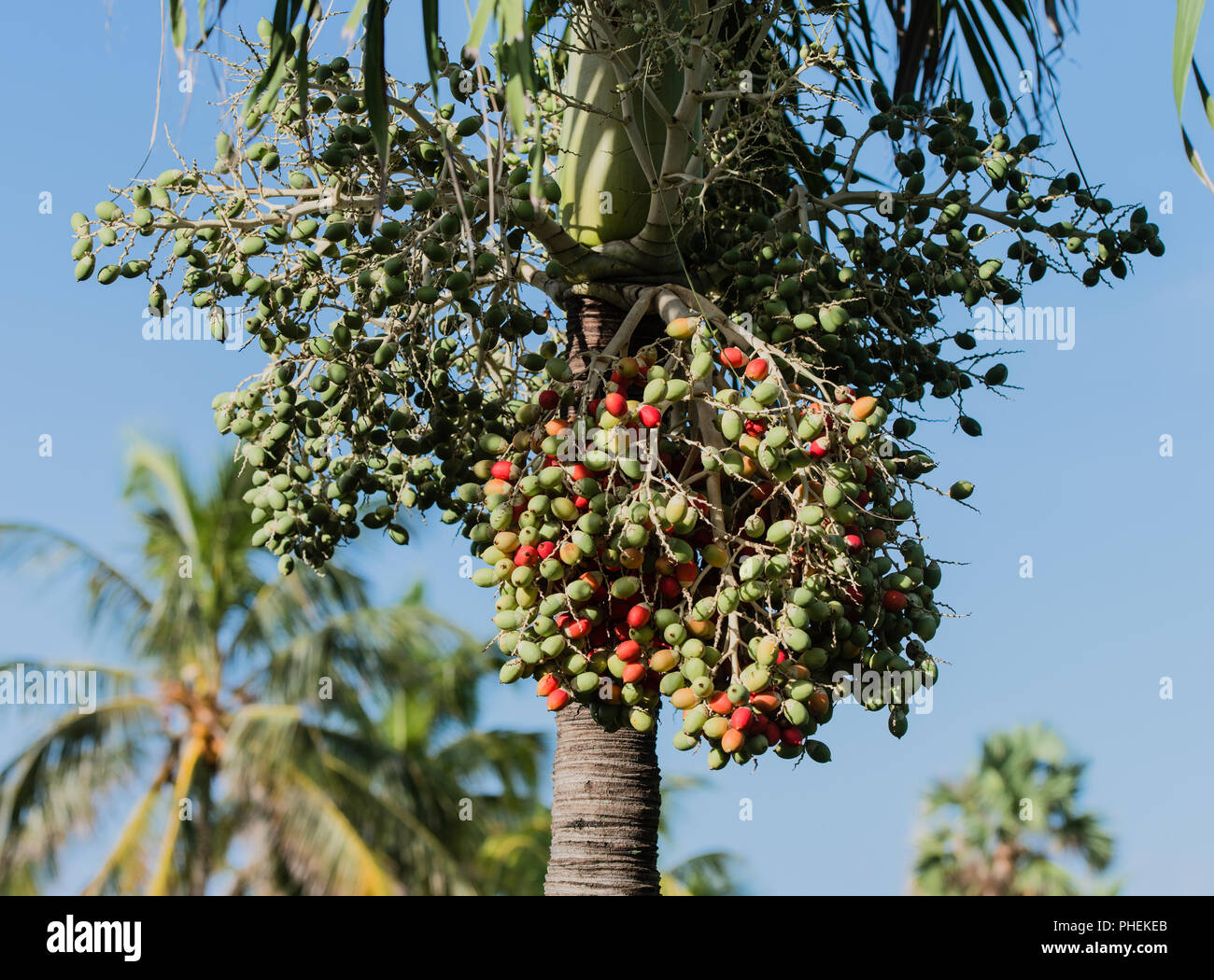 Cuban royal palm tree hi-res stock photography and images - Alamy