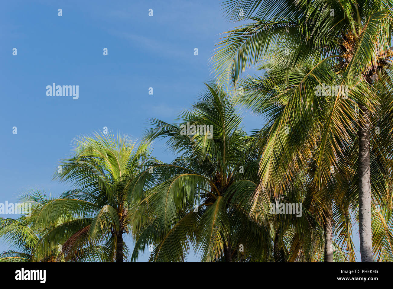 Palm on Cuba Varadero Stock Photo - Alamy