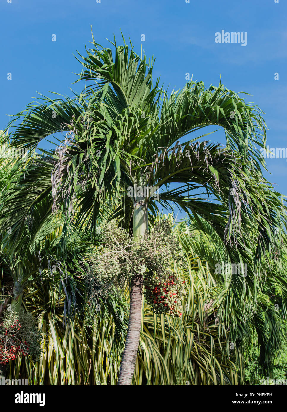 Palm on Cuba Varadero Stock Photo - Alamy