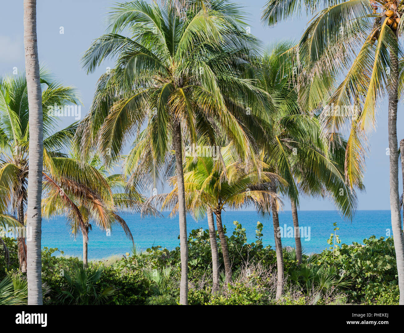 Palm on Cuba Varadero Stock Photo - Alamy