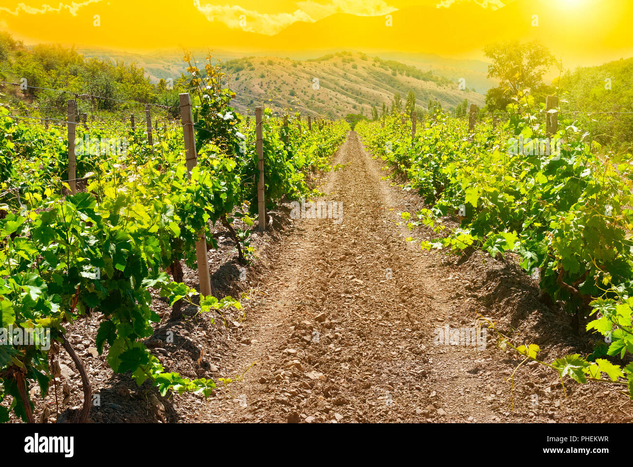 Beautiful green vineyard at sunset time Stock Photo - Alamy
