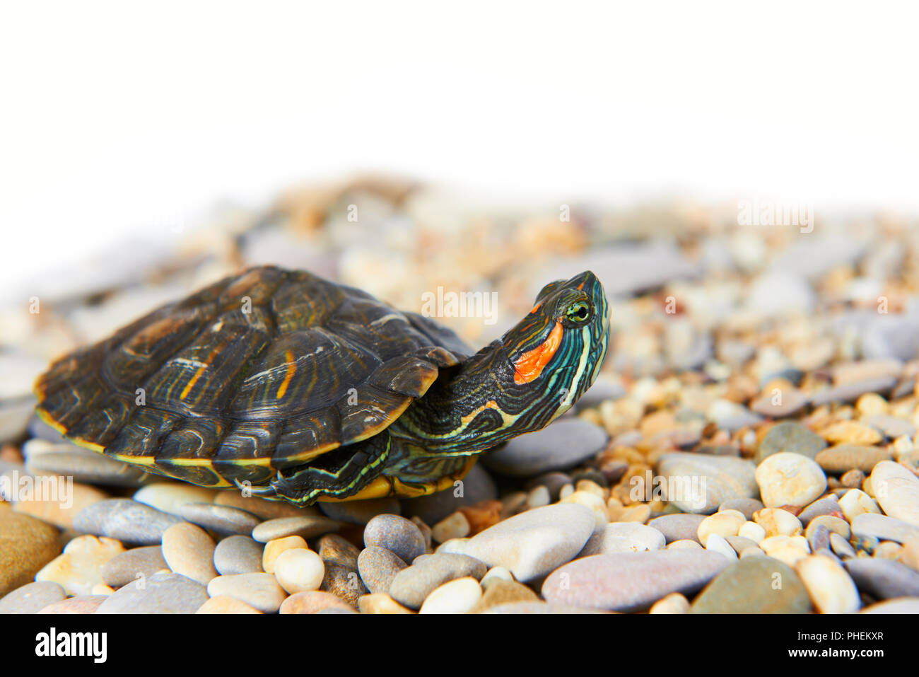 Sea turtle on the sand Stock Photo - Alamy