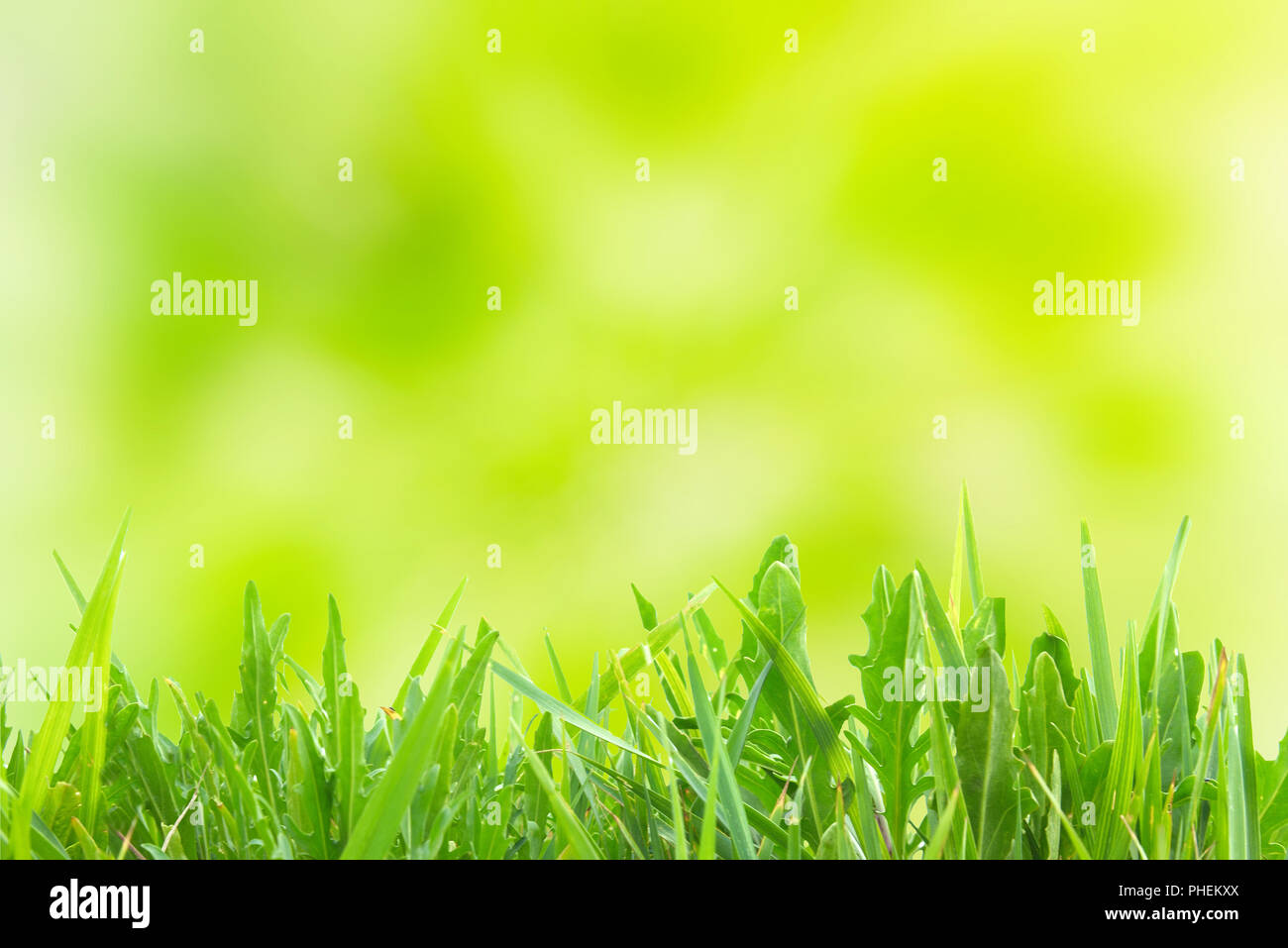 Green grass and spring sunny background Stock Photo - Alamy